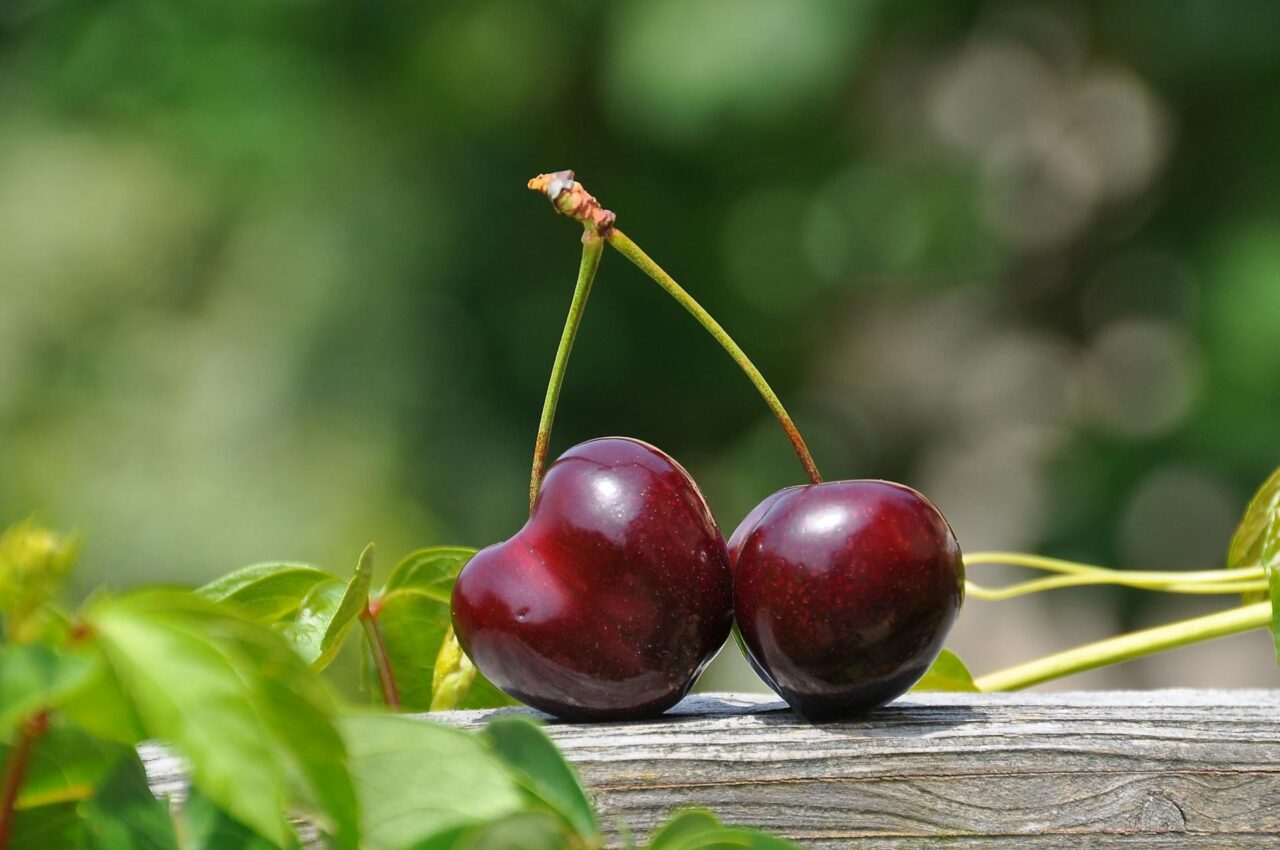 Tart vs Sweet Cherries: Which Is Better for Your Health?